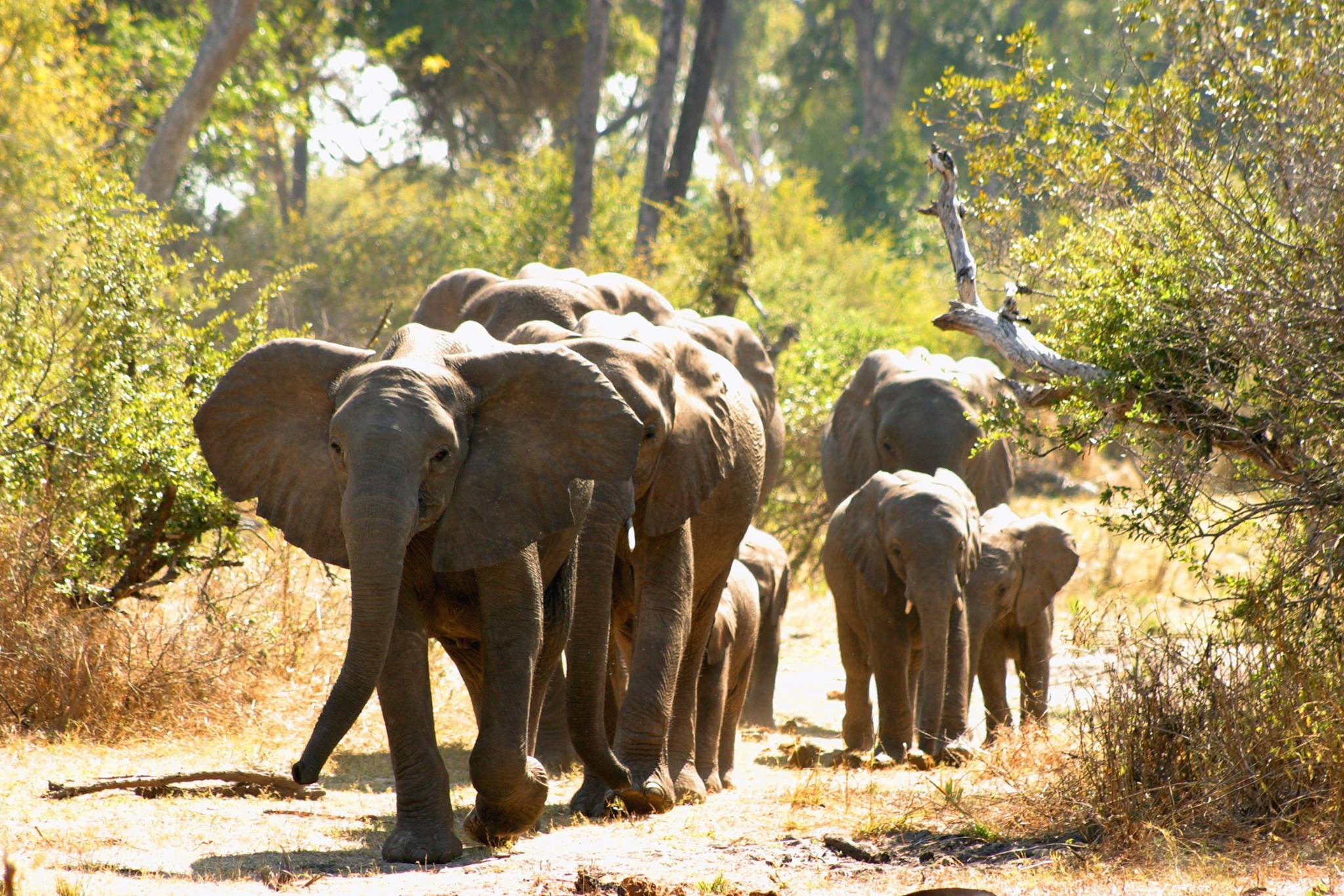 Deeper Africa | Victoria Falls Anti-Poaching Unit
